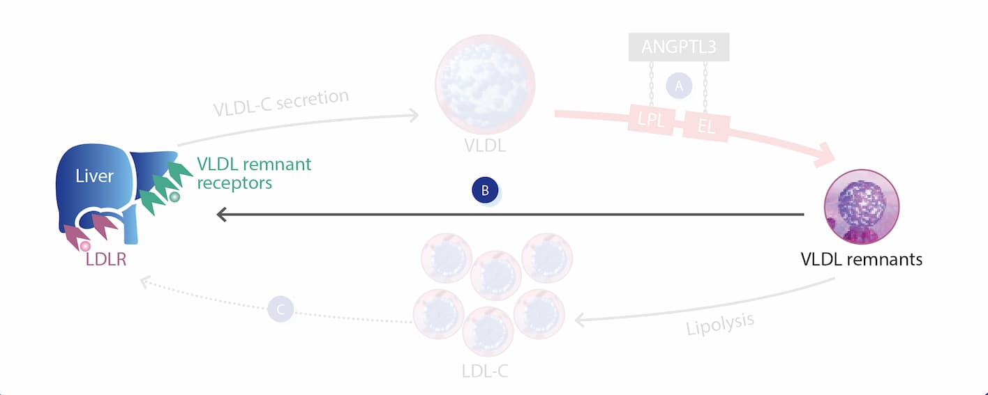 About EVKEEZA | EVKEEZA® (evinacumab-dgnb) Injection