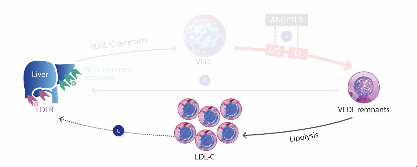 About EVKEEZA | EVKEEZA® (evinacumab-dgnb) Injection