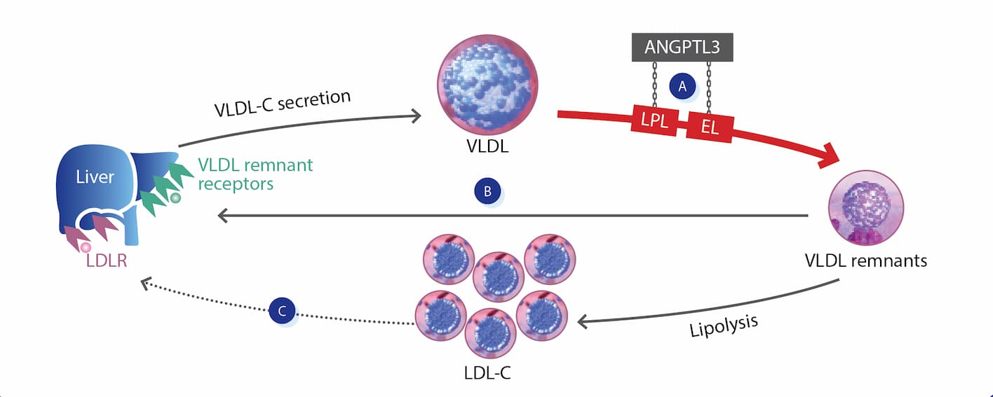 About EVKEEZA | EVKEEZA® (evinacumab-dgnb) Injection
