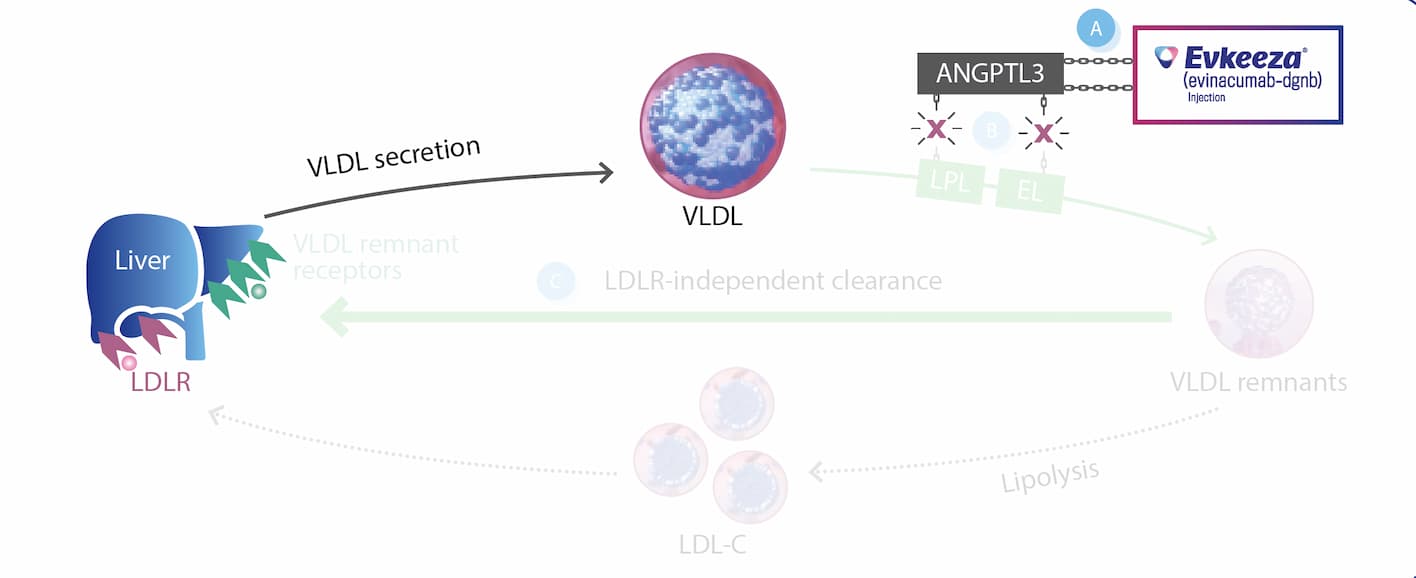About EVKEEZA | EVKEEZA® (evinacumab-dgnb) Injection
