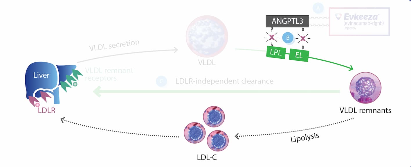 About EVKEEZA | EVKEEZA® (evinacumab-dgnb) Injection