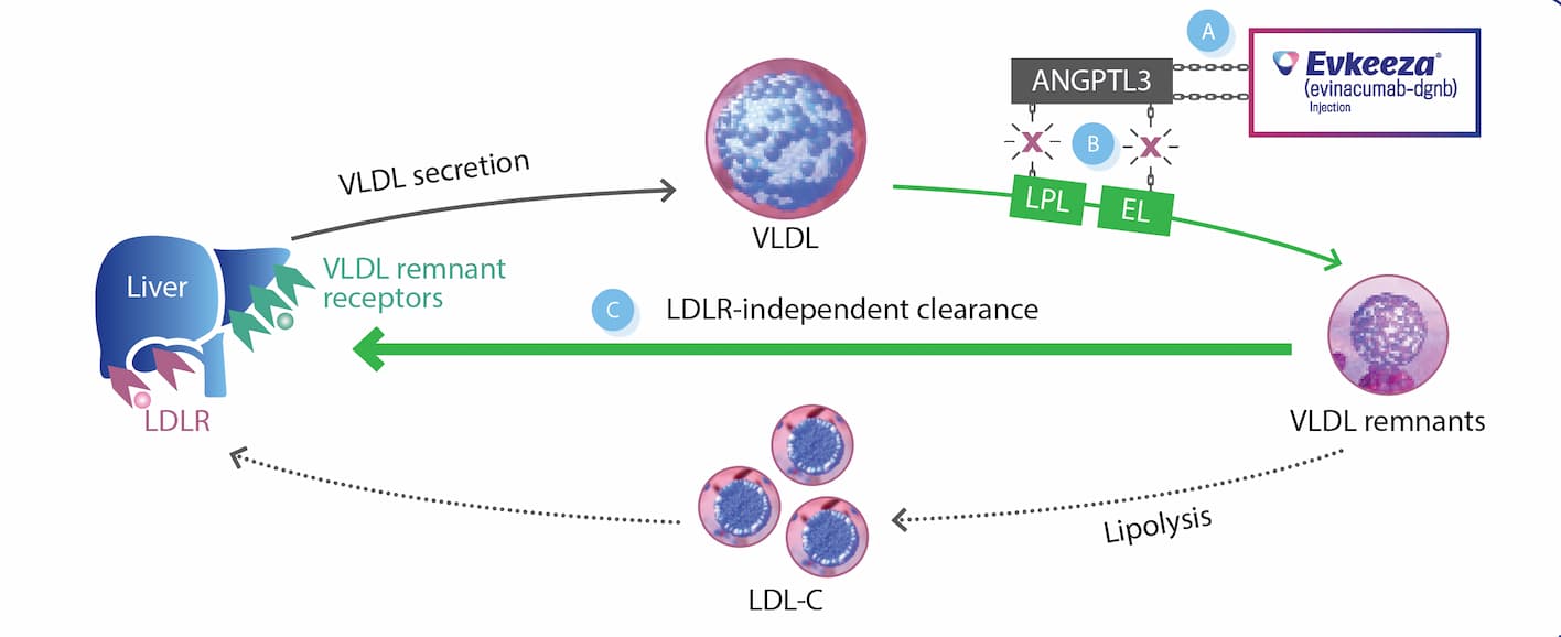 About EVKEEZA | EVKEEZA® (evinacumab-dgnb) Injection